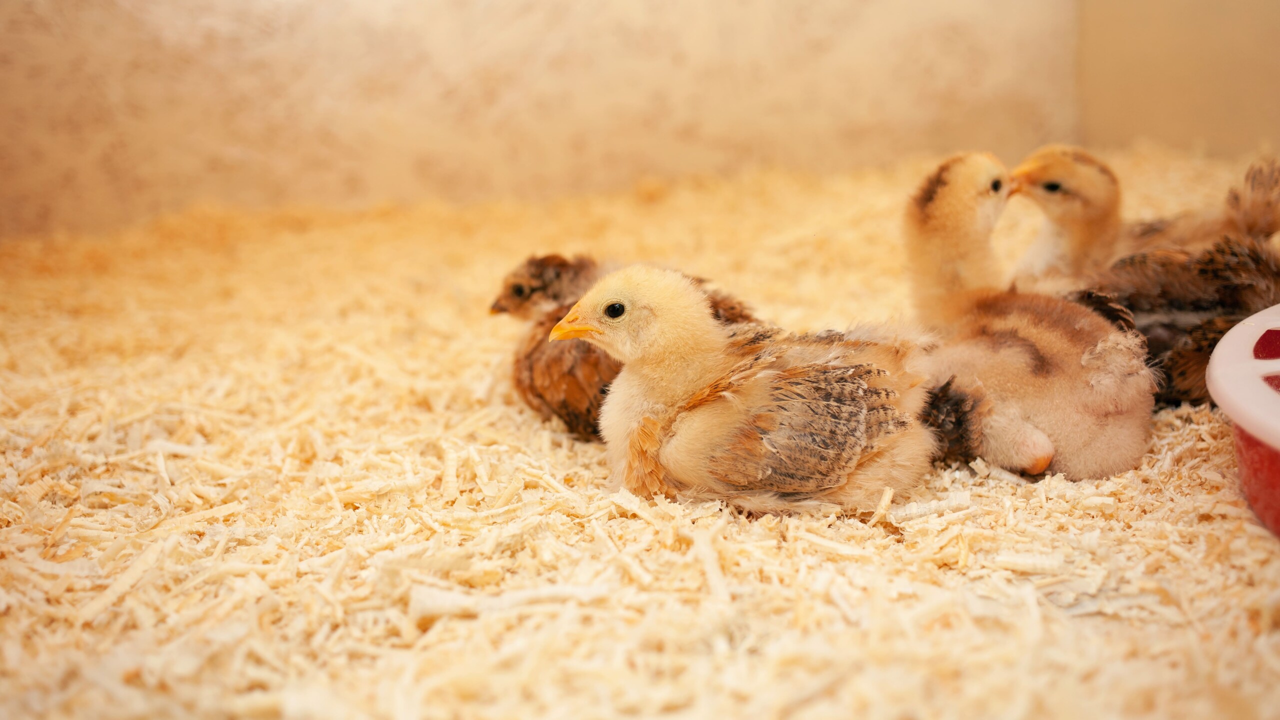 ETEPEK Premium Chicken Bedding • Etepek.com